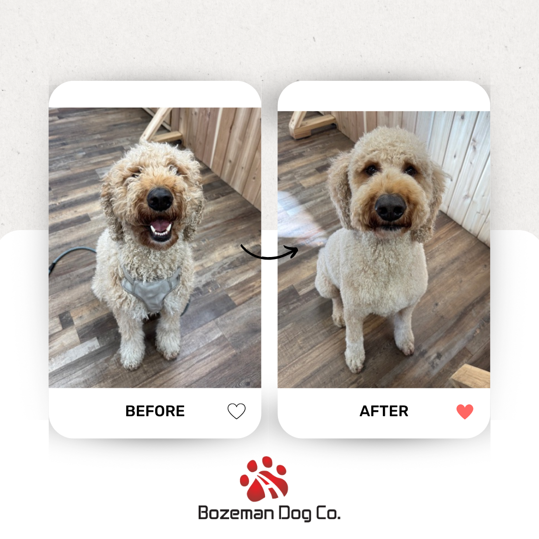 Dog Grooming – Bozeman Dog Company